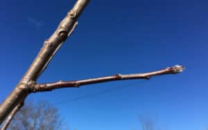 Wo hängt das Obst am Apfelbaum? Die Fruchttriebe des Apfels erklärt ...